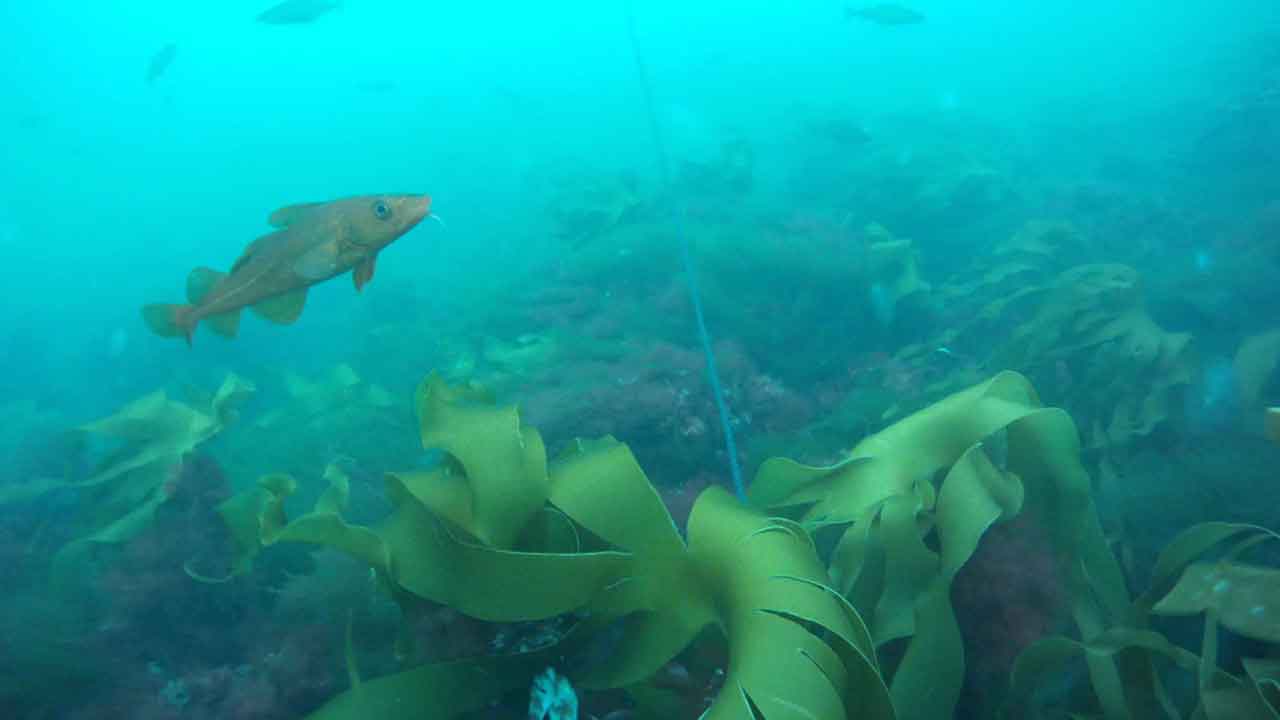 Fiskene arbejder for klimaet – hjælper havet med at lagre kulstof ...