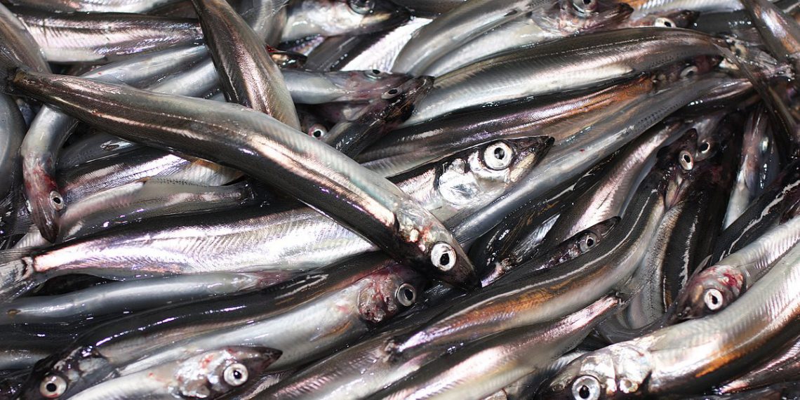 Færøerne: Norske fartøjer lander pæne fangster af den lille stimefisk ...