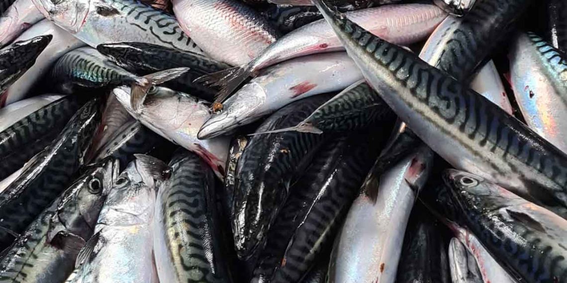 Færøerne: ICES´ 2026-anbefaling for makrel og blåhvilling er lav ...