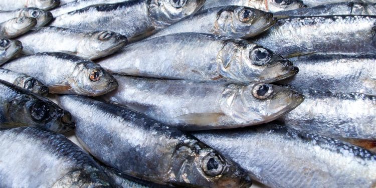 Hvilke fisk er der i Danmark? - FiskerForum