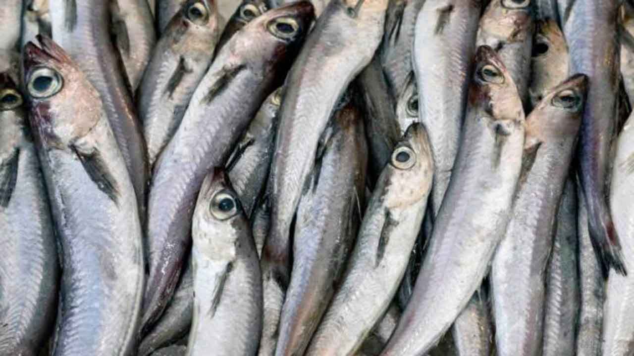 Færøerne: Svingende fiskeri – men stadig solide silde- og blåhvillinge ...